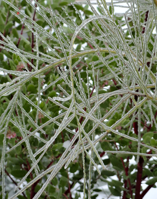 danger garden: Genista aetnensis is my favorite plant in the garden ...