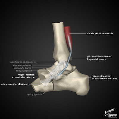 MRI Musculo-Skeletal Section: Spring complex ligament.
