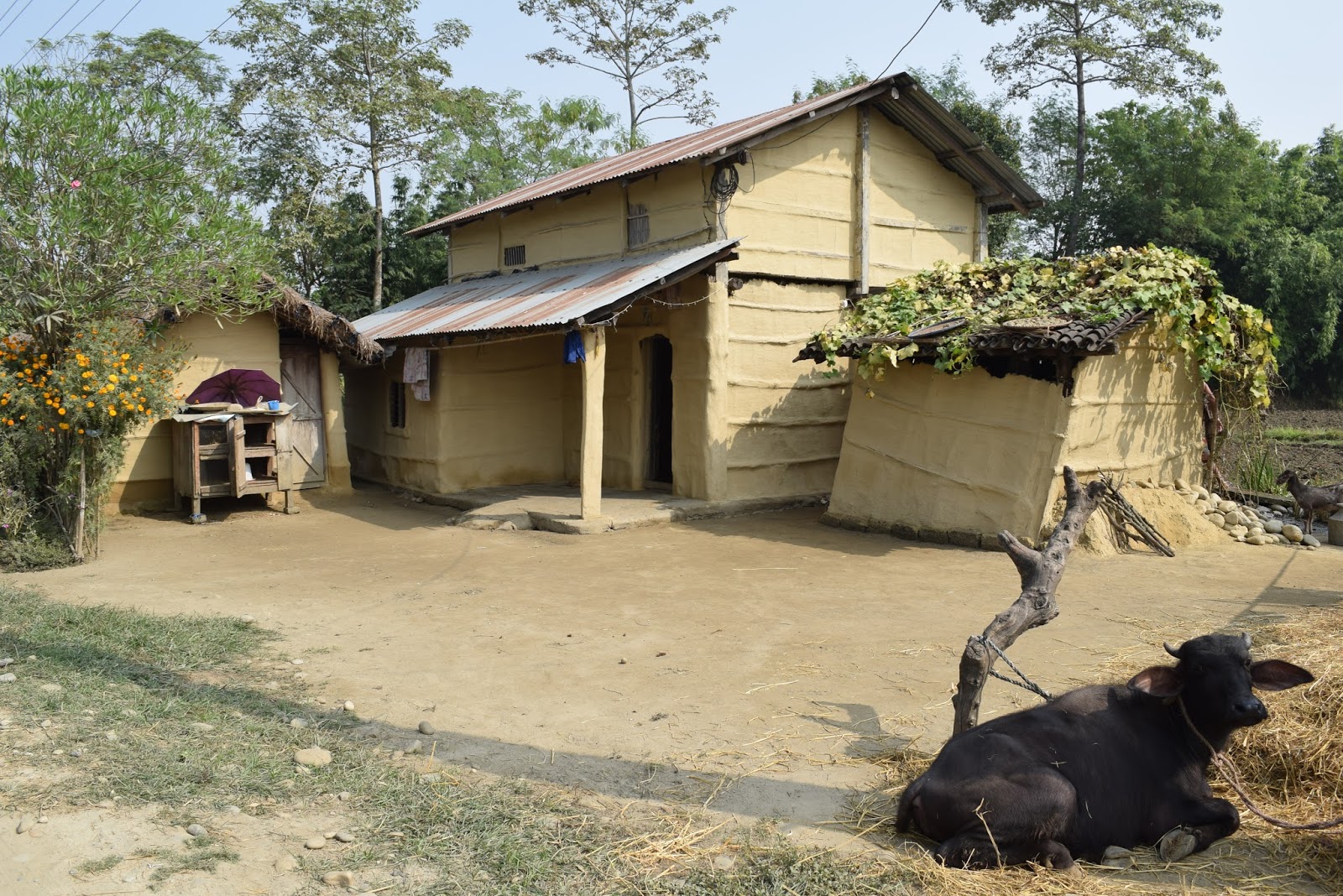 Meghauli Village, West Chitwan National Park: Things to do in Meghauli ...