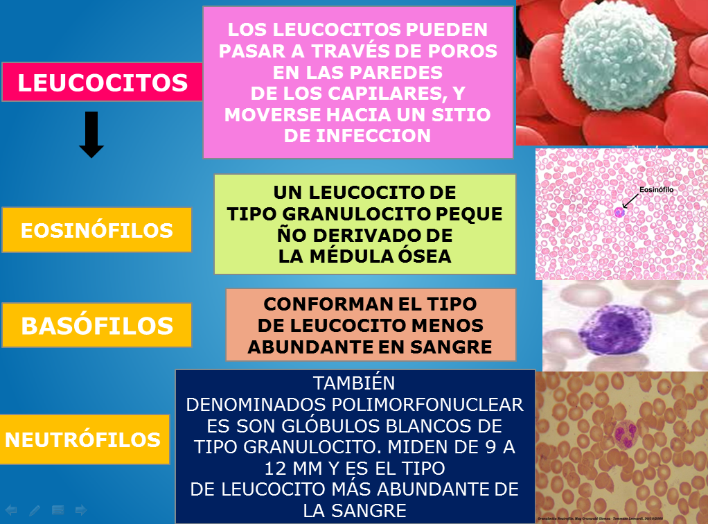 FISIOLOGIA: SANGRE Y ELEMENTOS FORMES