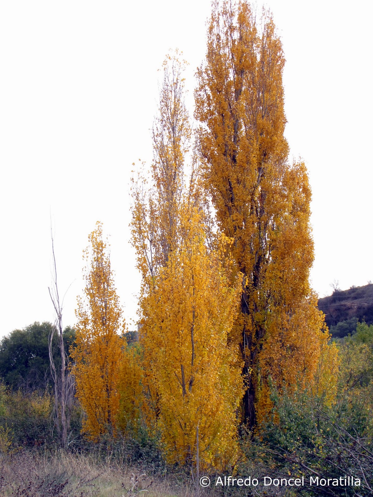 Naturaleza en Santorcaz y otras tierras...: MÁS COLORES PARA UN DÍA DE ...
