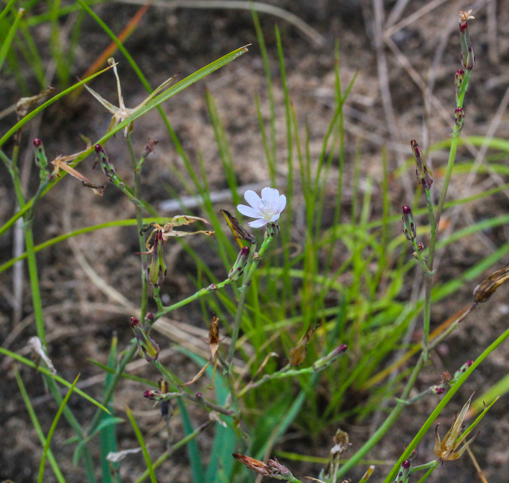 Pondoland C.R.E.W. Blog: Flowering now (November 2015)