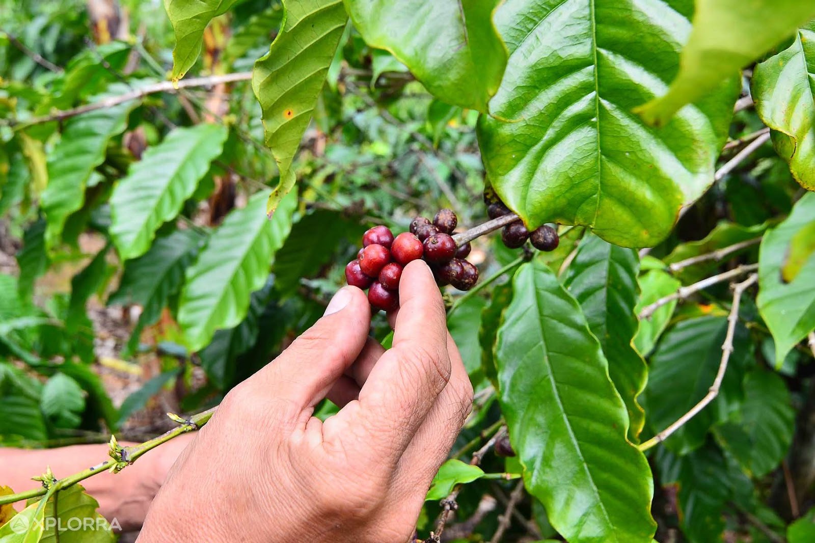 City of Waterfalls-Iligan City: Phil. Coffee Board eyes 5-K hectares ...