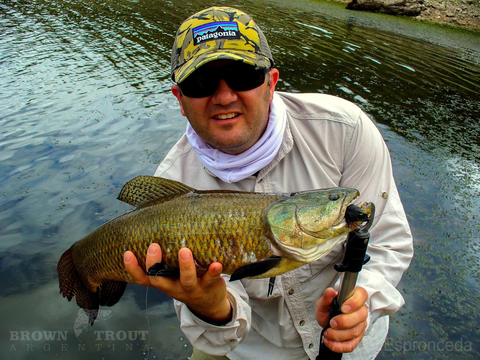 BROWN TROUT ARGENTINA: Tarariras. El Wolf Fish argentino.