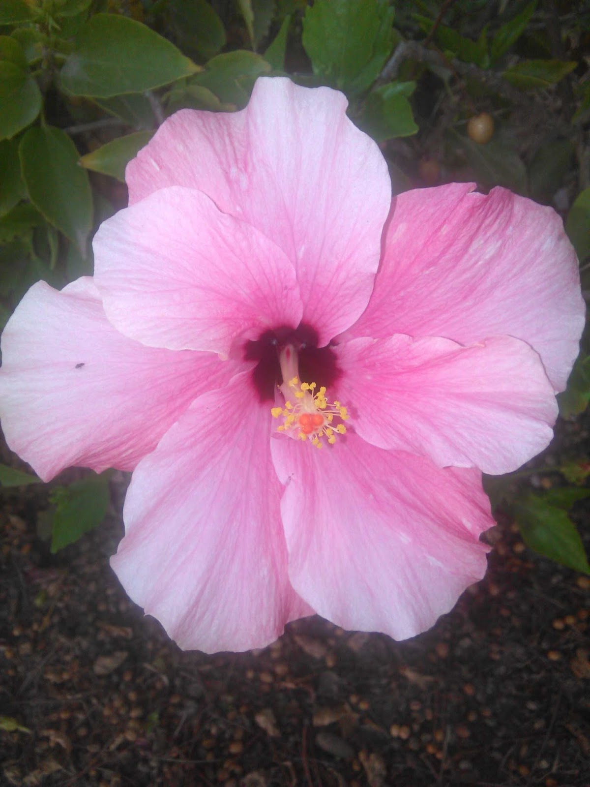 majaillaflor: cucarda rosa