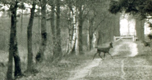 Philosophy by the Way: The stag hunt