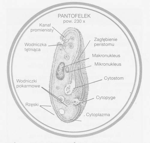 Biologia: pantofelek