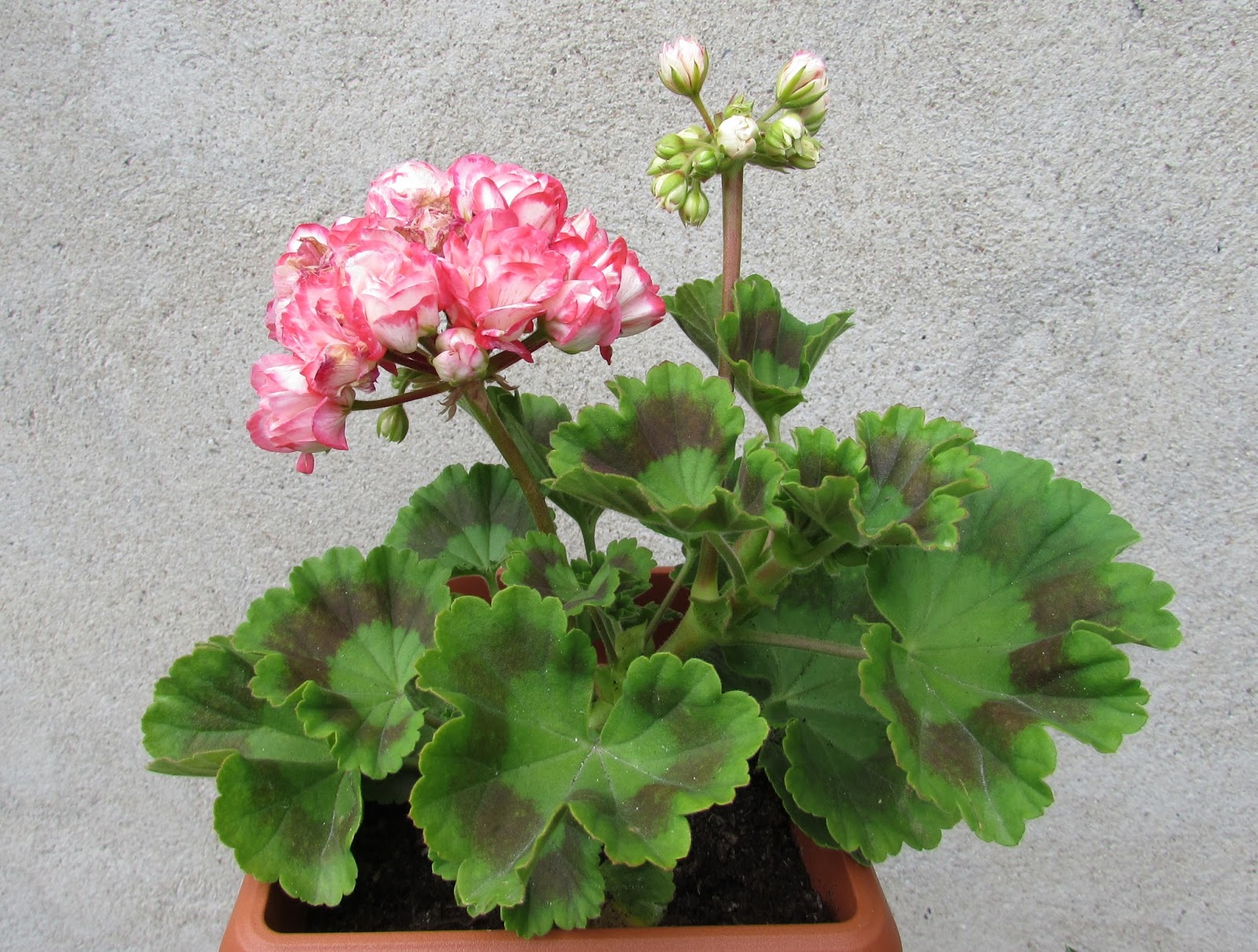 Pelargonium: Denise