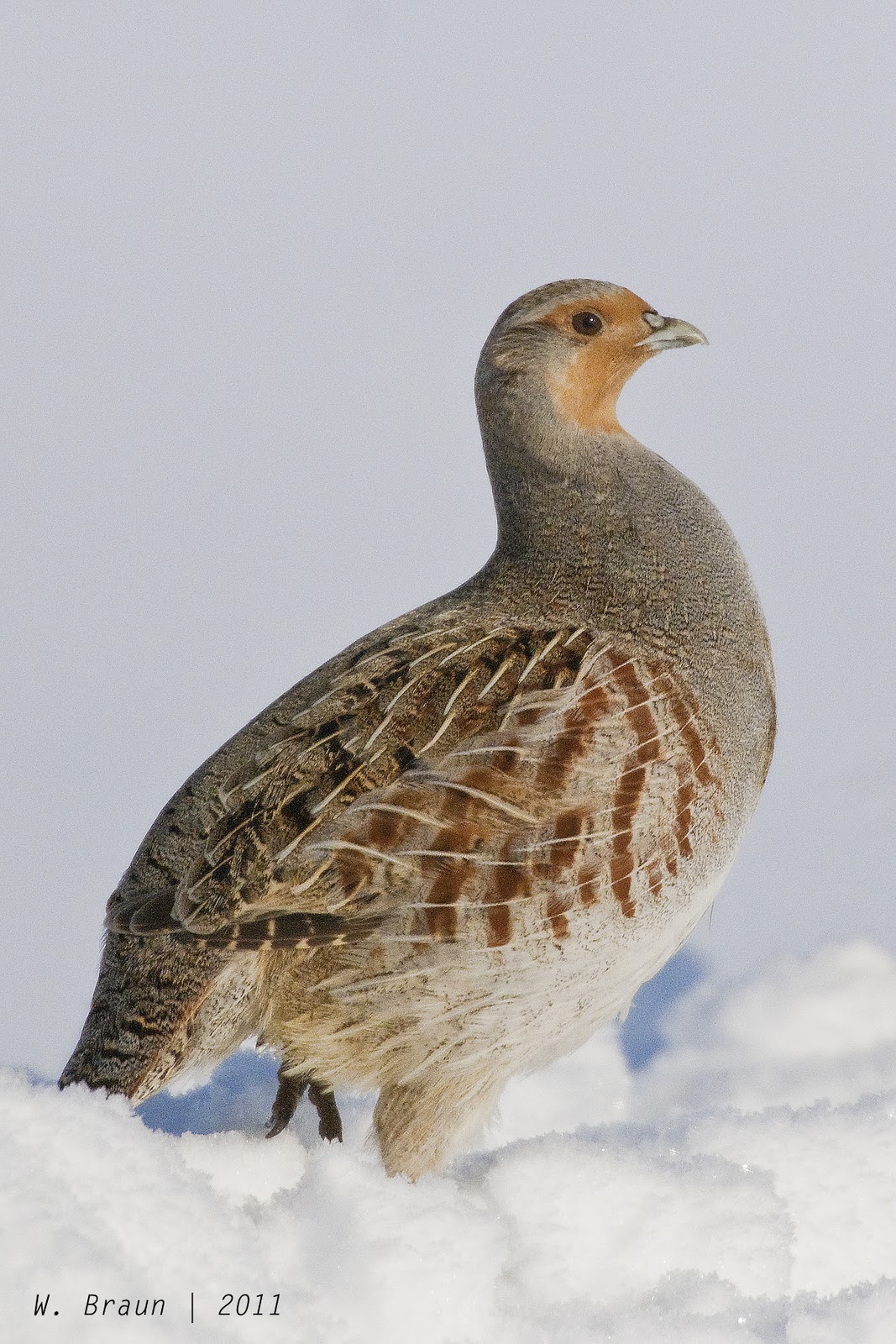 For the birds: Partridges in a stubble field