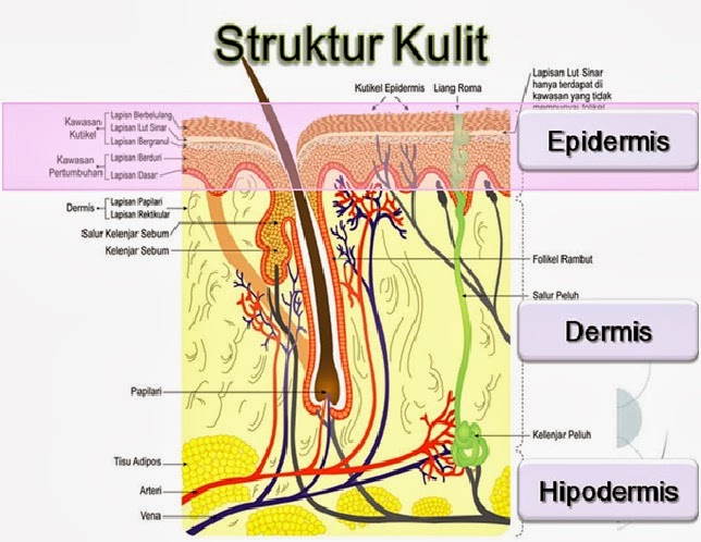Struktur dan Fungsi Kulit Manusia ~ Kartika Skin Care