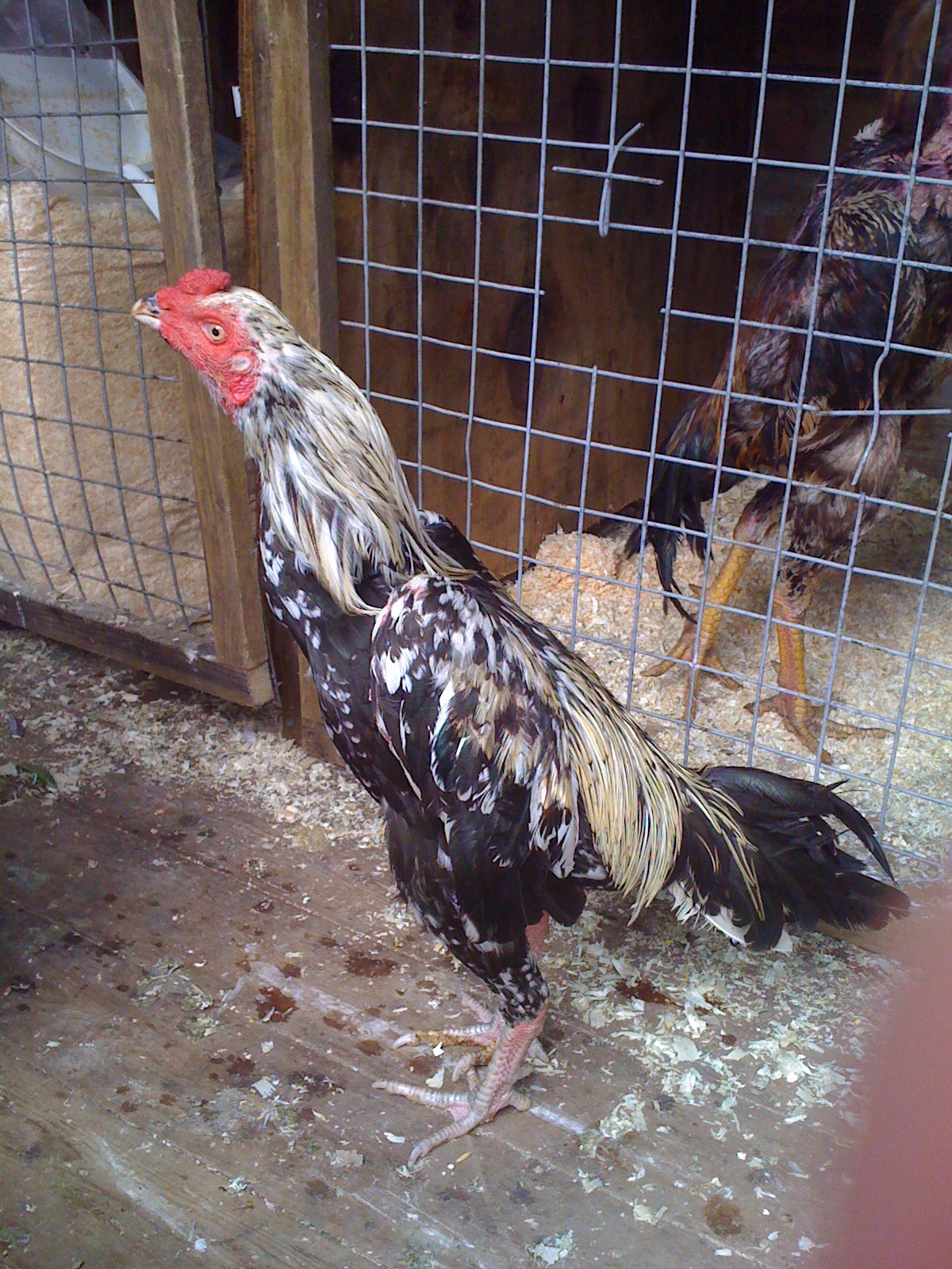 ASEEL FIGHTER PHOTOS - ASEEL FIGHTER PHOTOS