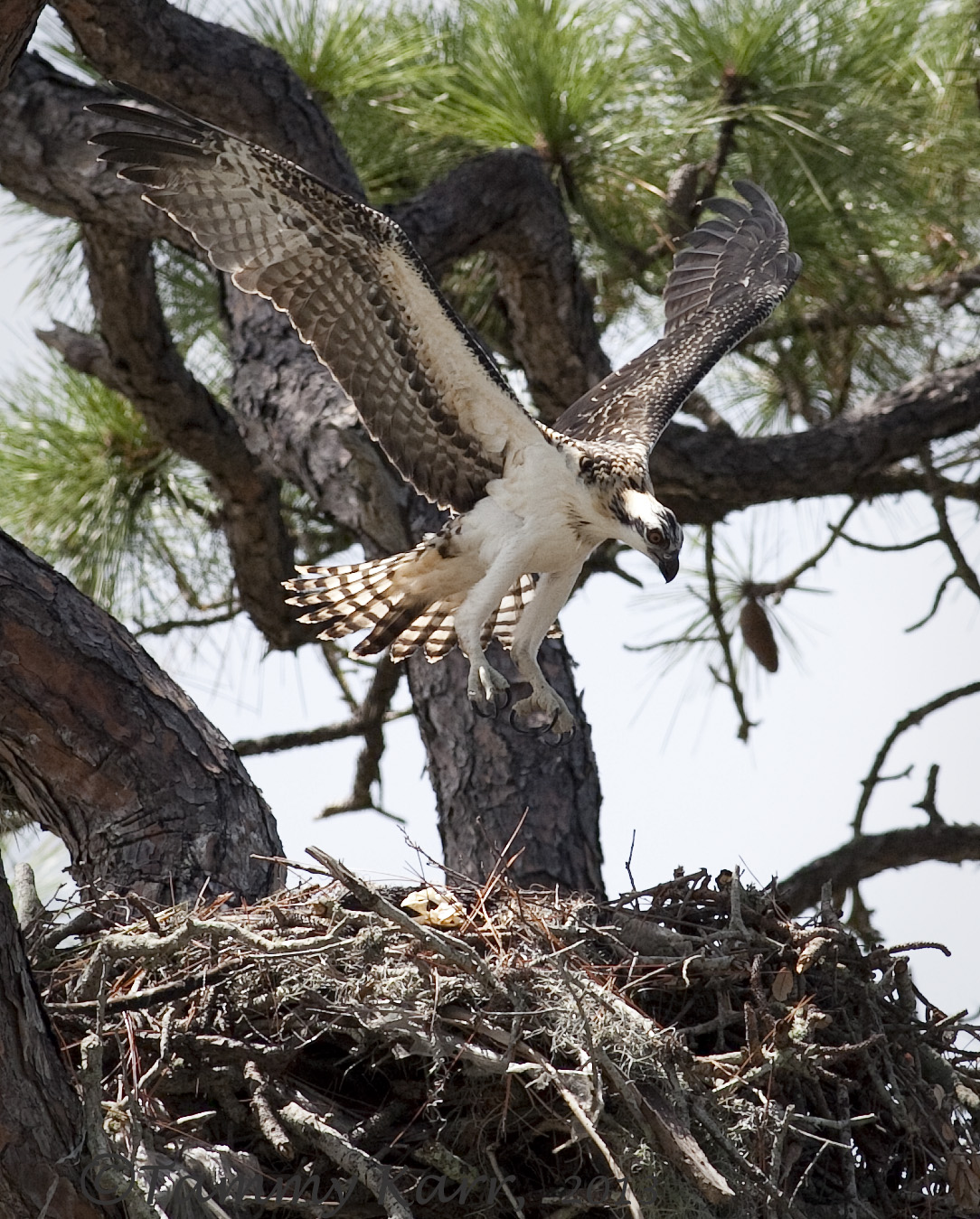Birding Is Fun!: Duties and Dramas of Nesting Ospreys