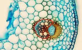 Ciencias Naturales CEUJA Tercero: TEJIDOS VEGETALES (CONDUCTORES)