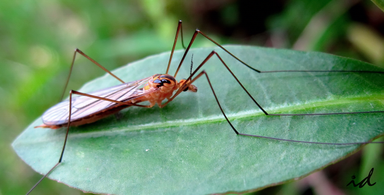 Indonesian Bugs & Others: Large Crane Flies from Situ Cileunca