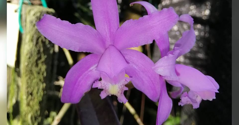 Orchids de Dangau: Blooming @ OdD: Cattleya kerrii