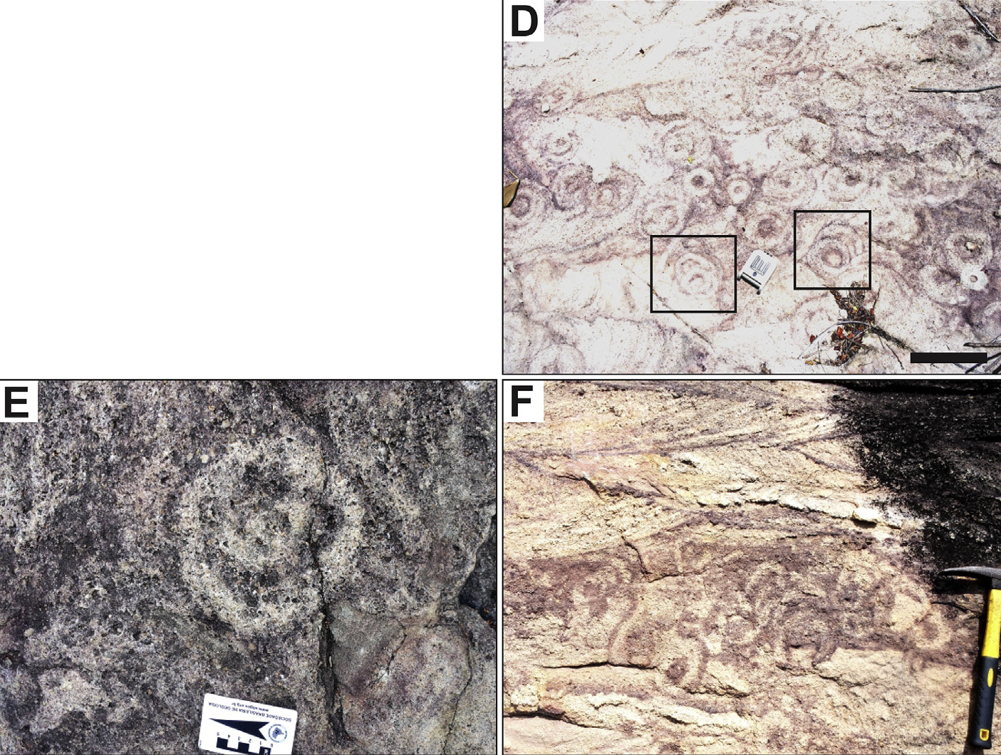 Sciency Thoughts: Putative discoidal fossils from the Ediacaran of ...