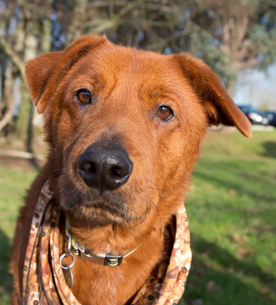 Shelter Dogs of Portland: "KATO" the very best :) a sensitive lovable ...