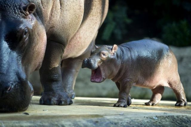 Funny Cool Pictures: Cute Baby Hippo