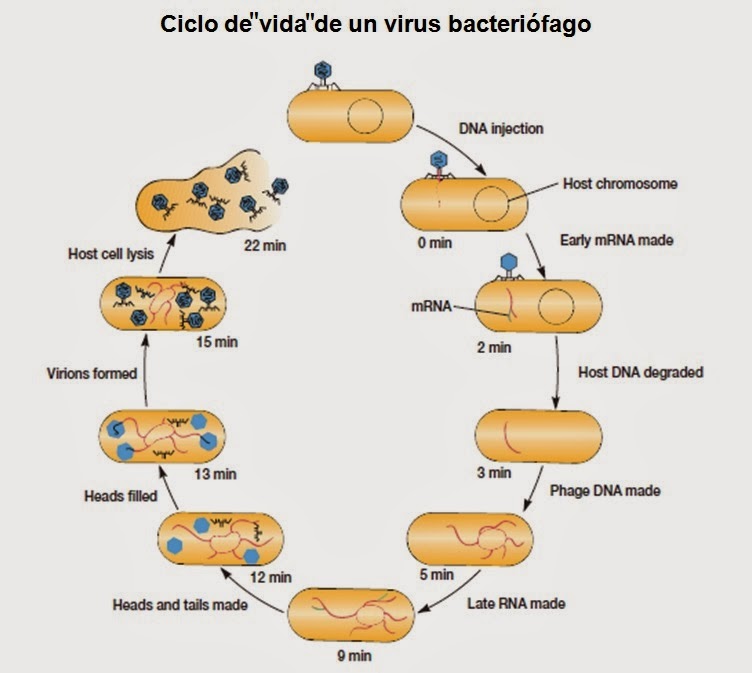 Virus | Apuntes de Bioquímica