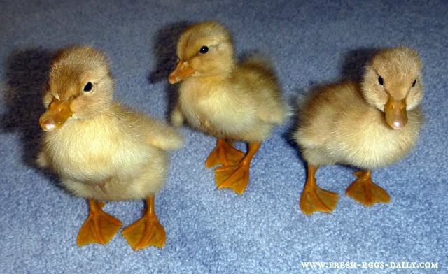 Beginners Guide to Raising Ducklings - Fresh Eggs Daily® with Lisa Steele