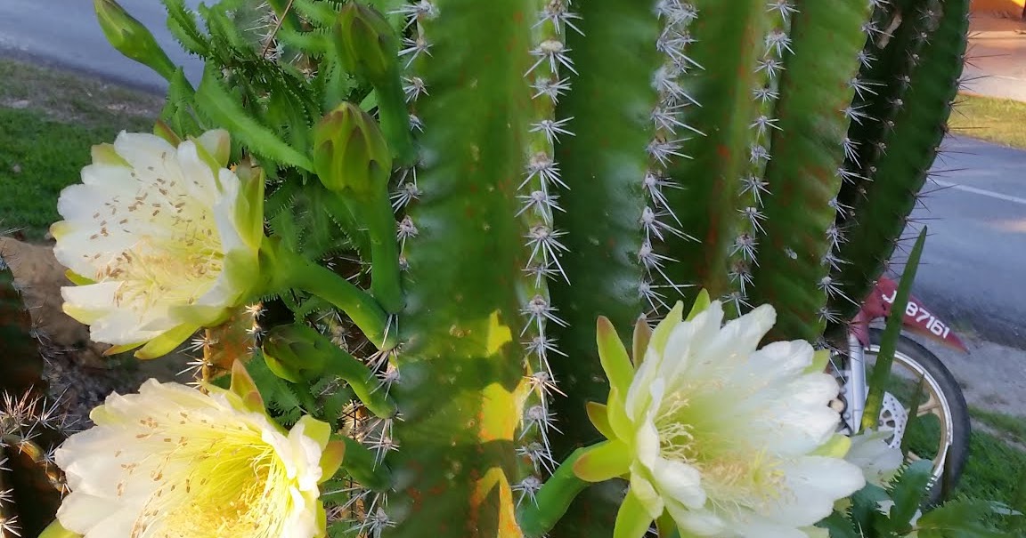 Warisan Petani: Pokok Kaktus Berbunga.