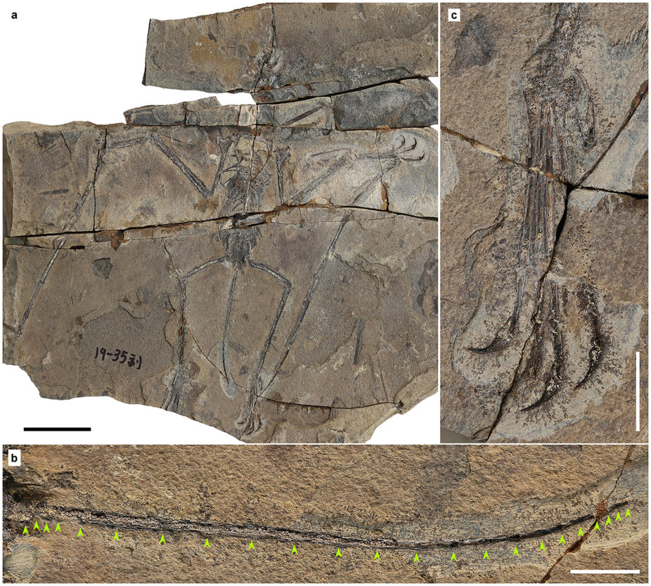 Species New to Science: [Paleontology • 2017] Douzhanopterus zhengi ...