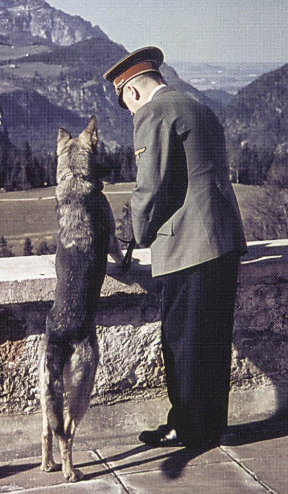 Color Photos of Animals in World War II ~ Vintage Everyday