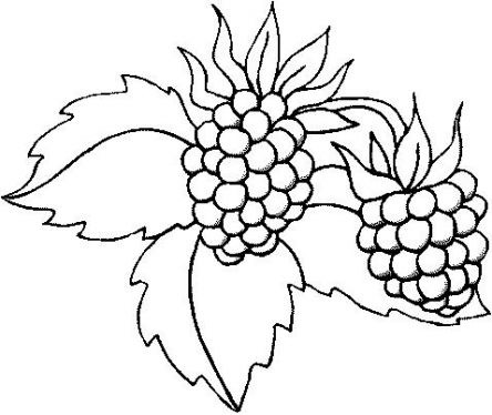 DIBUJOS DE FRAMBUESAS PARA COLOREAR