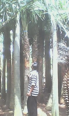 Tanaman_pelindung_palm_sadeng_korma_poenix_palem_kenari | Tukang Taman