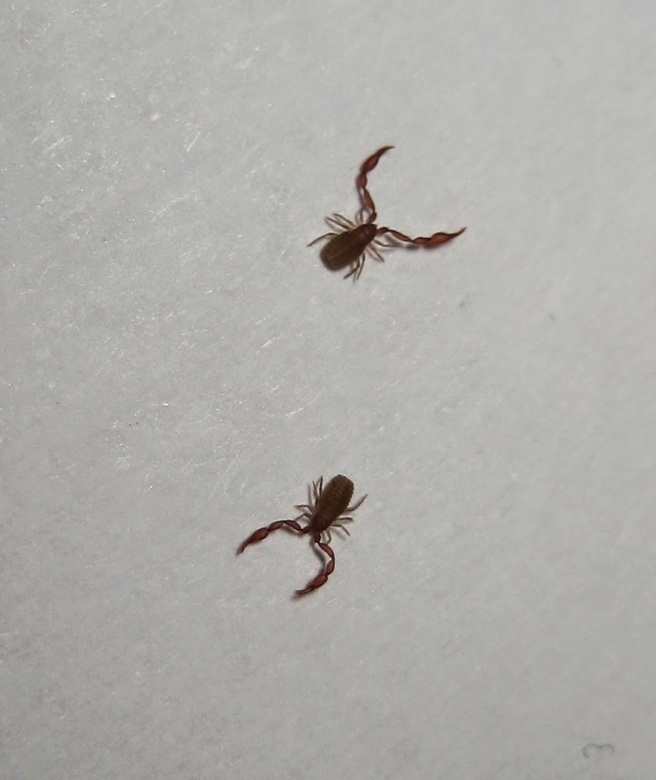 Insects of Britain: Pseudoscorpions