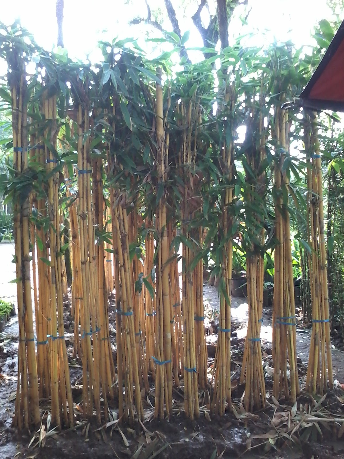 taman-murah123: jual bambu jepang | jual pohon bambu jepang | jual ...