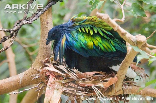 NICOBAR PIGEON photos - wallpapers | the fun bank