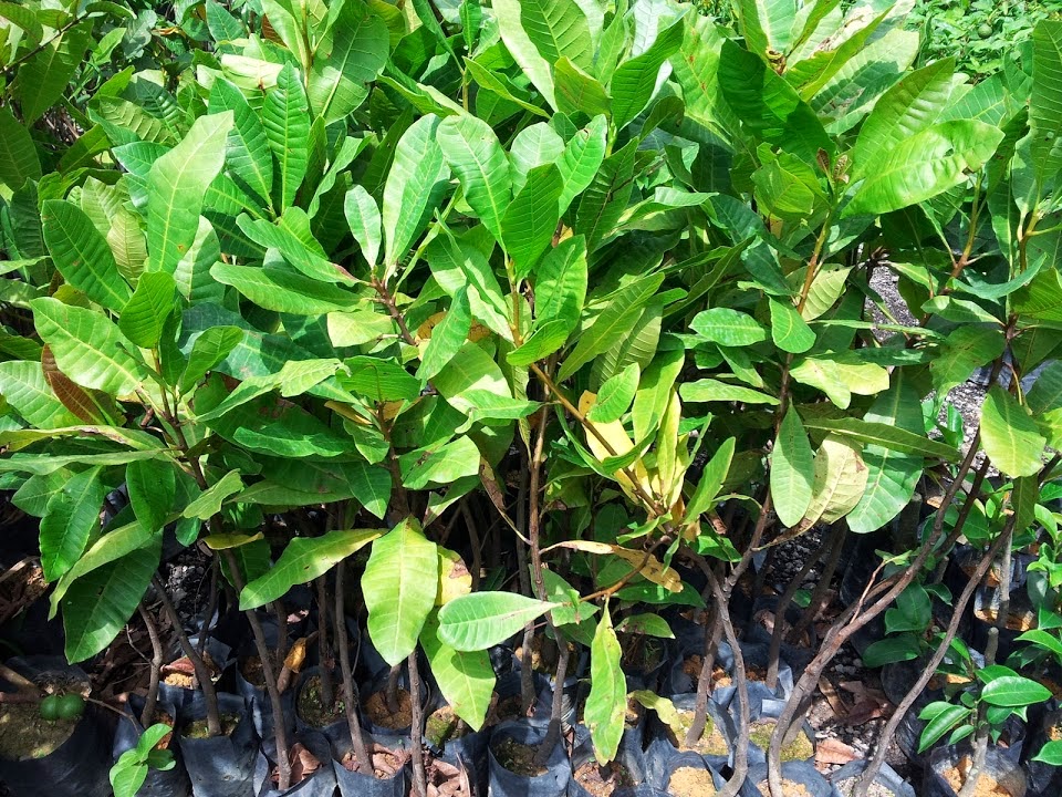 BUMI HIJAU NURSERY (002279488-D): Pokok Gajus