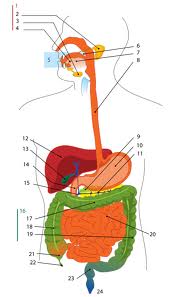 Anatomi Sistem Pencernaan “Esophagus” - Materi Stikes