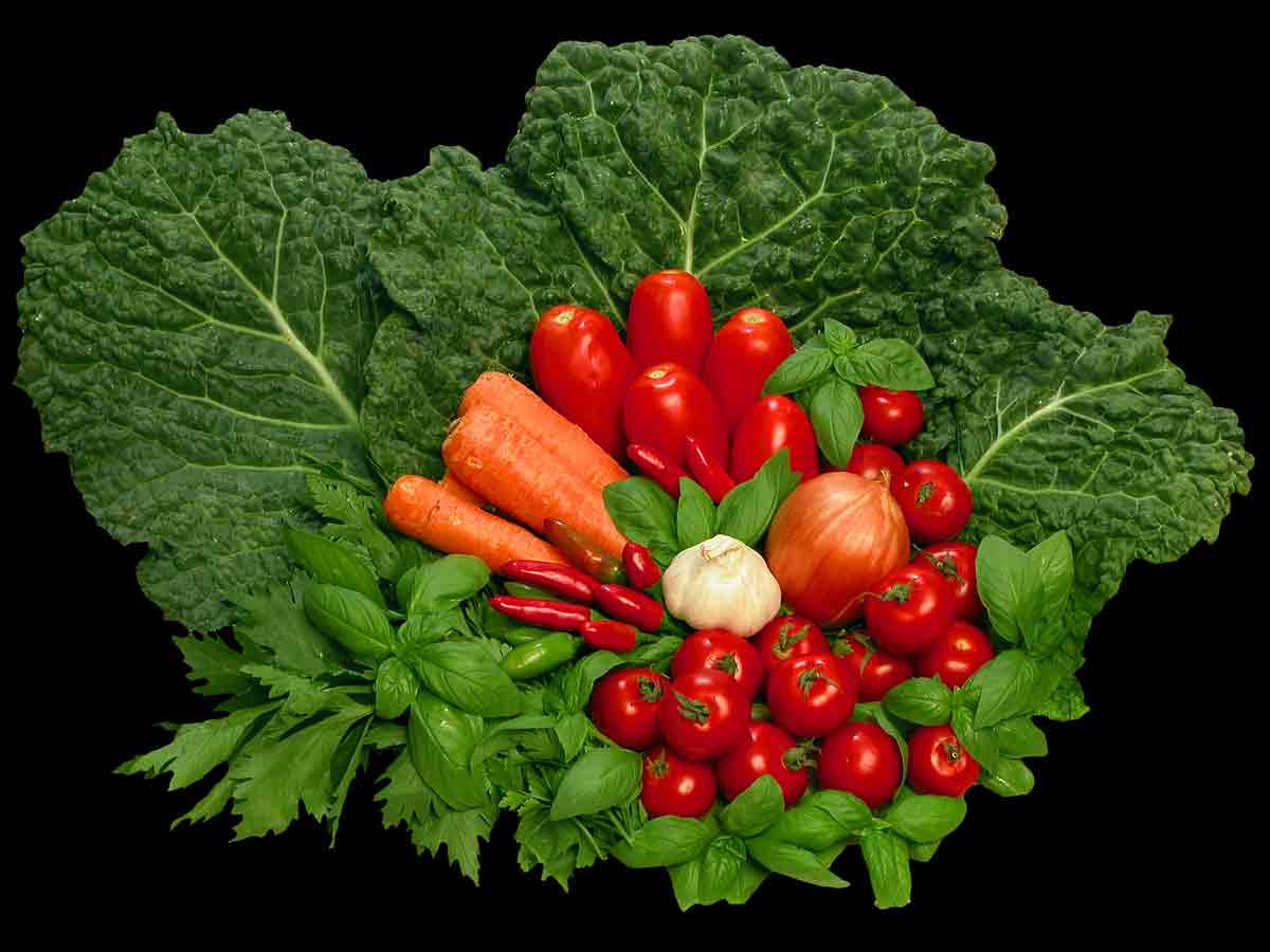 Menus For Diabetics Gymnema Sylvestre The Amoroso Destroyer Menus For Diabetics Gymnema Sylvestre The Amoroso Destroyer