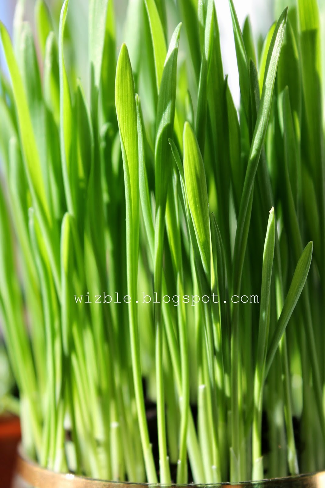 sauja no manis: sējas laiks..