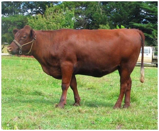 Generalidades de la Ganadería Bovina.: Red Poll