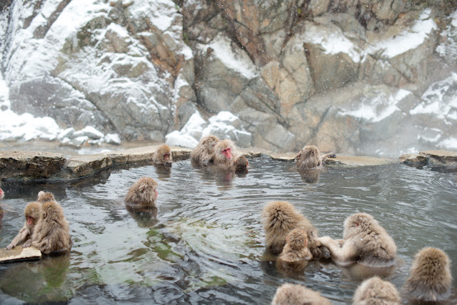 Photos by Busy B: japan day 2 -- snow monkey pool party