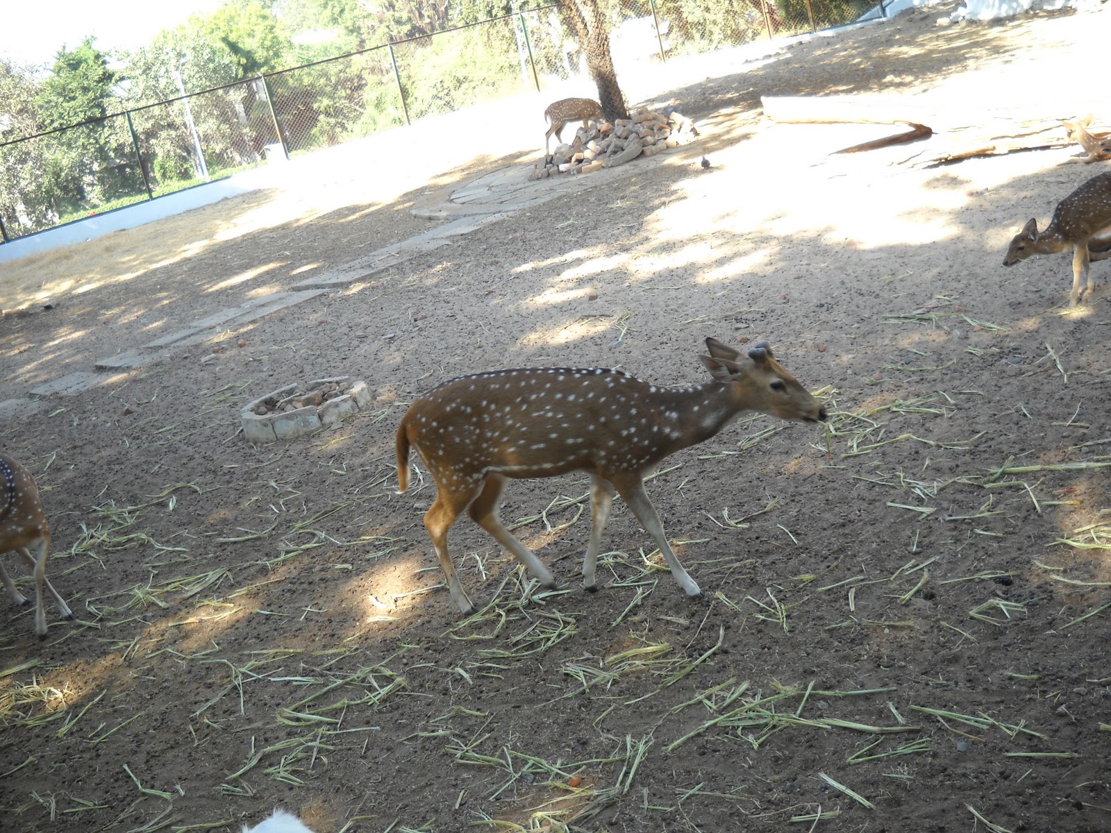 Kamla nehru zoo kankaria zoo ahmedabad - Green Ahmedabad: