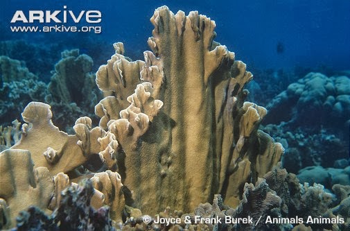 Corales de Fuego: Millepora Complanata