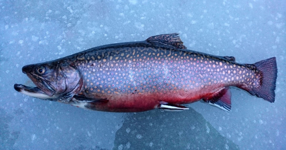Isfiske | Gavleörings medarbetare Erik Frodig inviger det nya året med ...