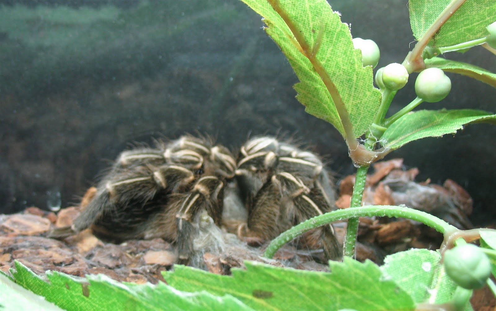 TARANTULAS: Alive And Up Close: Tarantulas as Pets
