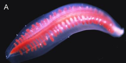 Catalogue of Organisms: Predatory Ribbons