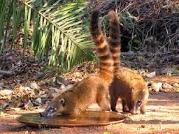 A DIVERSIDADE DO MUNDO ANIMAL: O QUATI