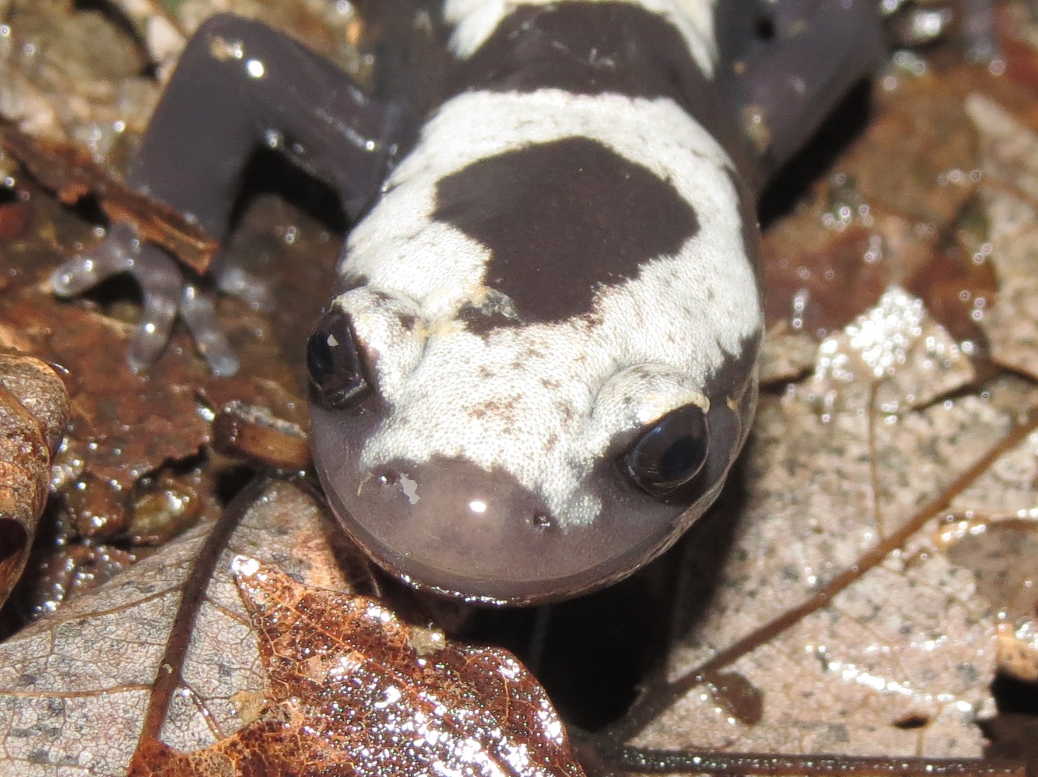 Blue Jay Barrens: Marbled Salamander