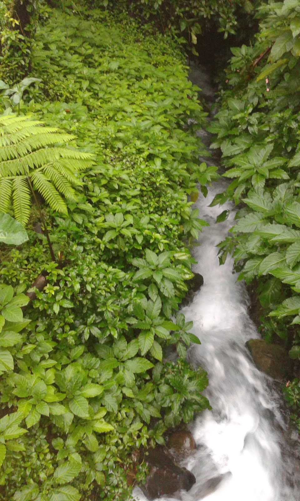 Tuburan sa Guintubdan (Spring water in Guintubdan)