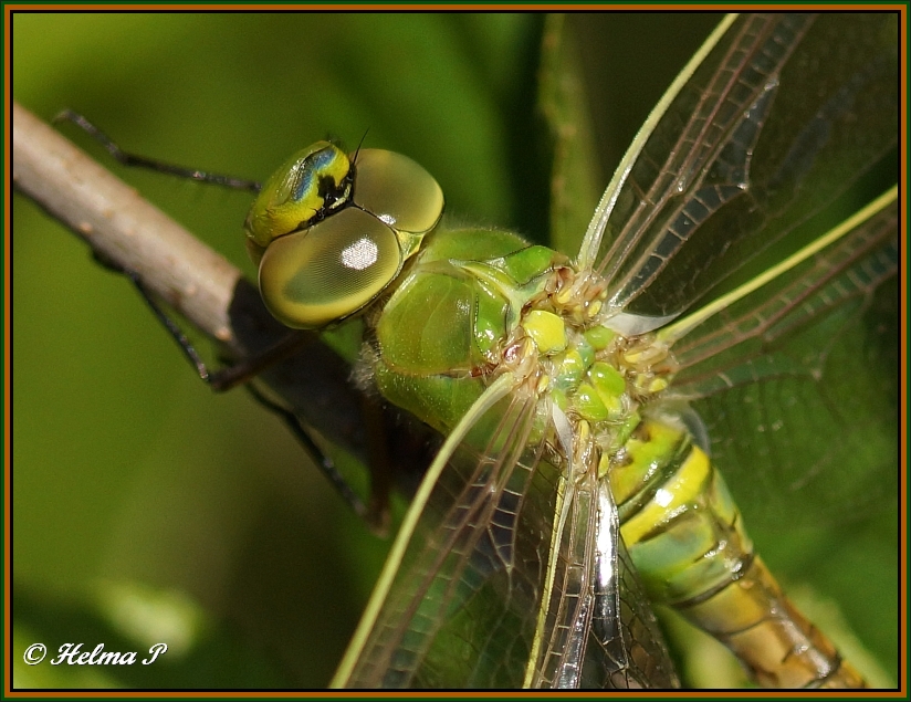 Helma's natuurfoto's: Pasgeboren keizerlibellen....