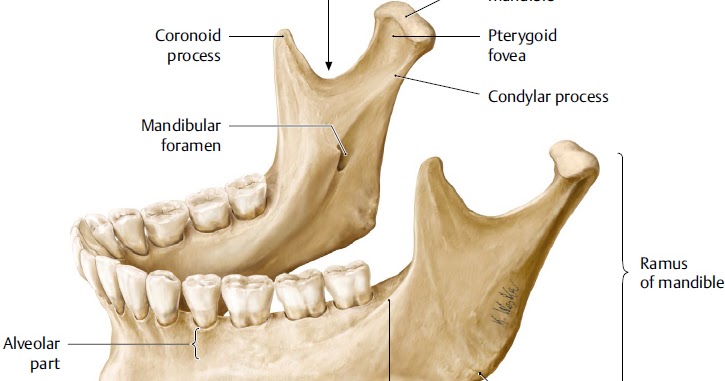 Medical Crack: Mandible