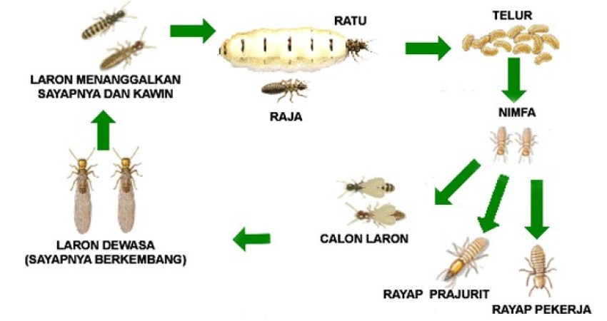 Lindungi Rumah Dari Serangan Rayap: 0812 9835 0888 - Apakah rayap dan ...