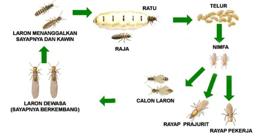 Lindungi Rumah Dari Serangan Rayap: 0812 9835 0888 - Apakah rayap dan ...